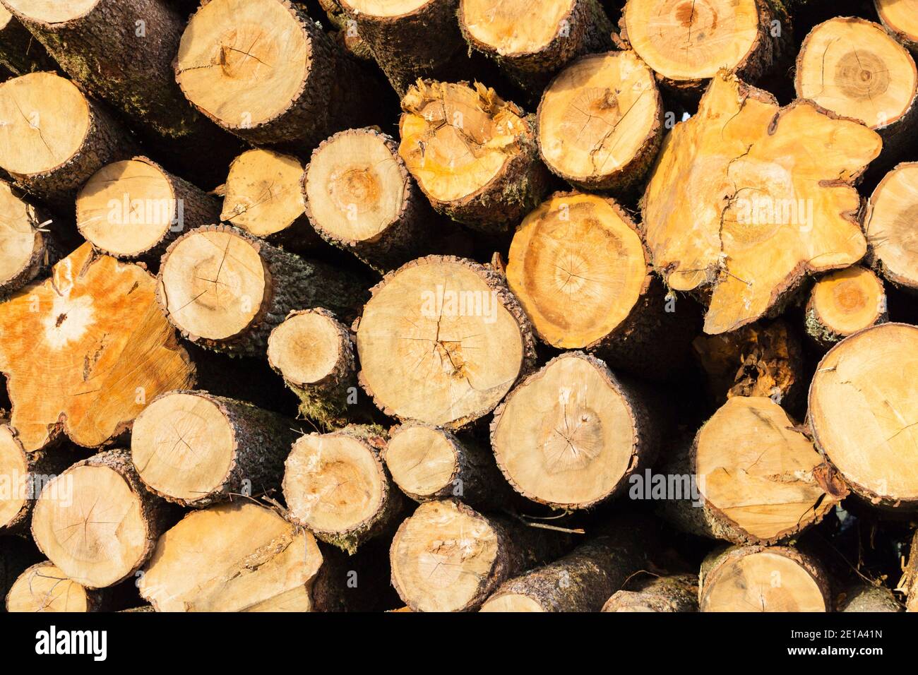 Many sawed tree trunks nature protection concept Stock Photo - Alamy