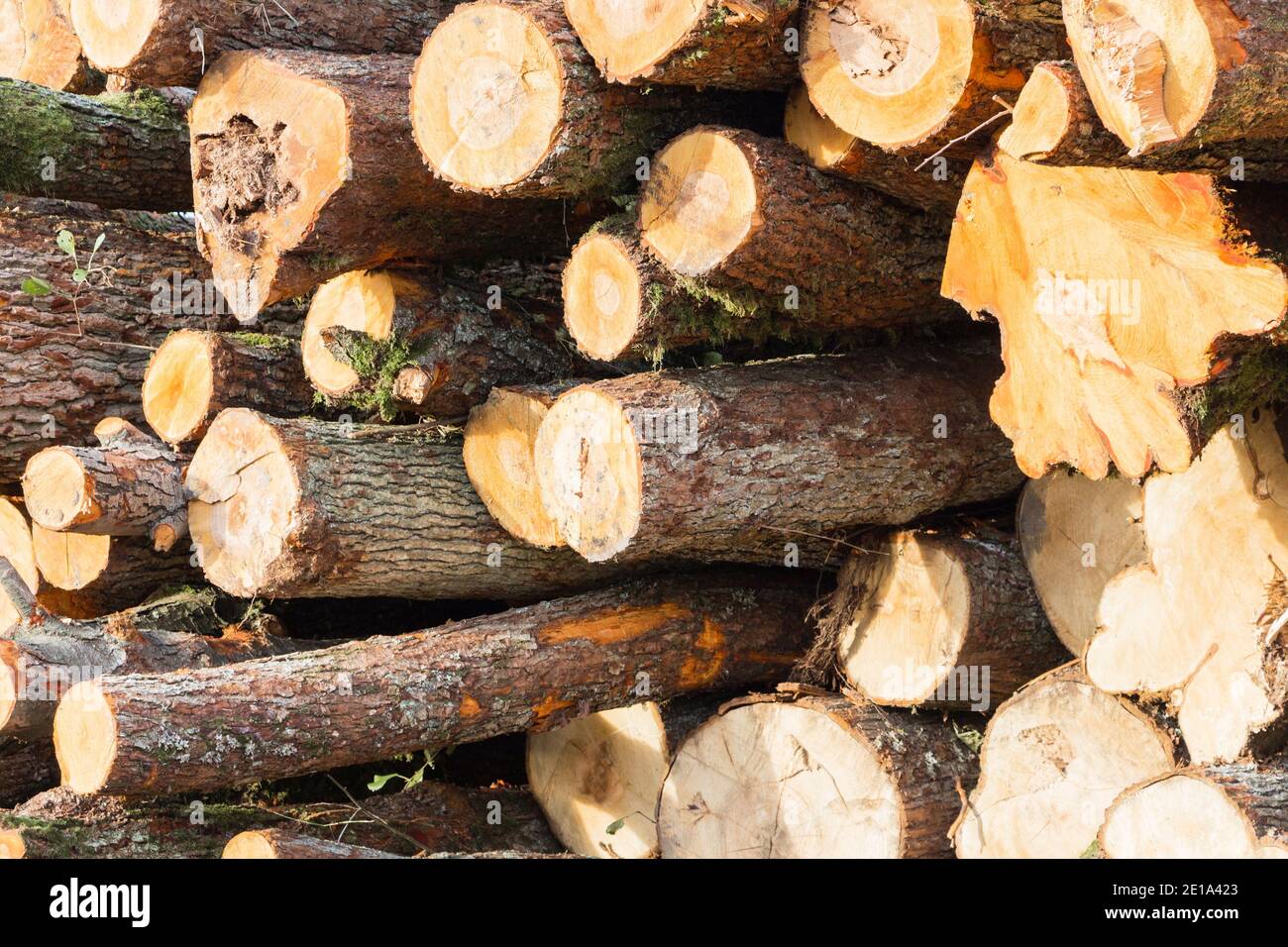 Many sawed tree trunks nature protection concept Stock Photo - Alamy