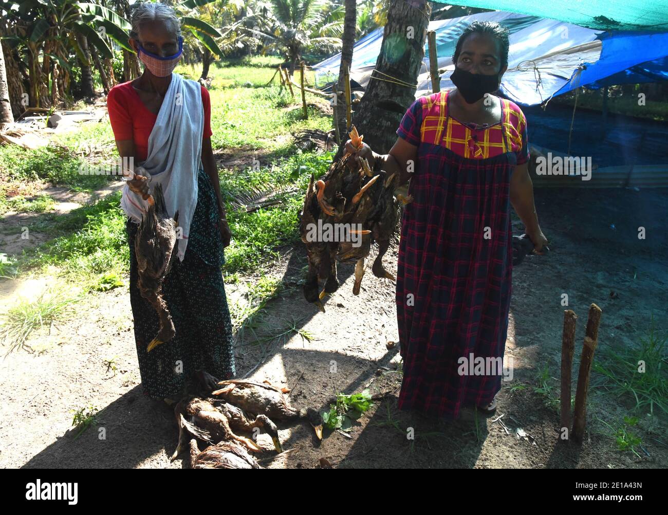 Dead ducks hi-res stock photography and images - Alamy