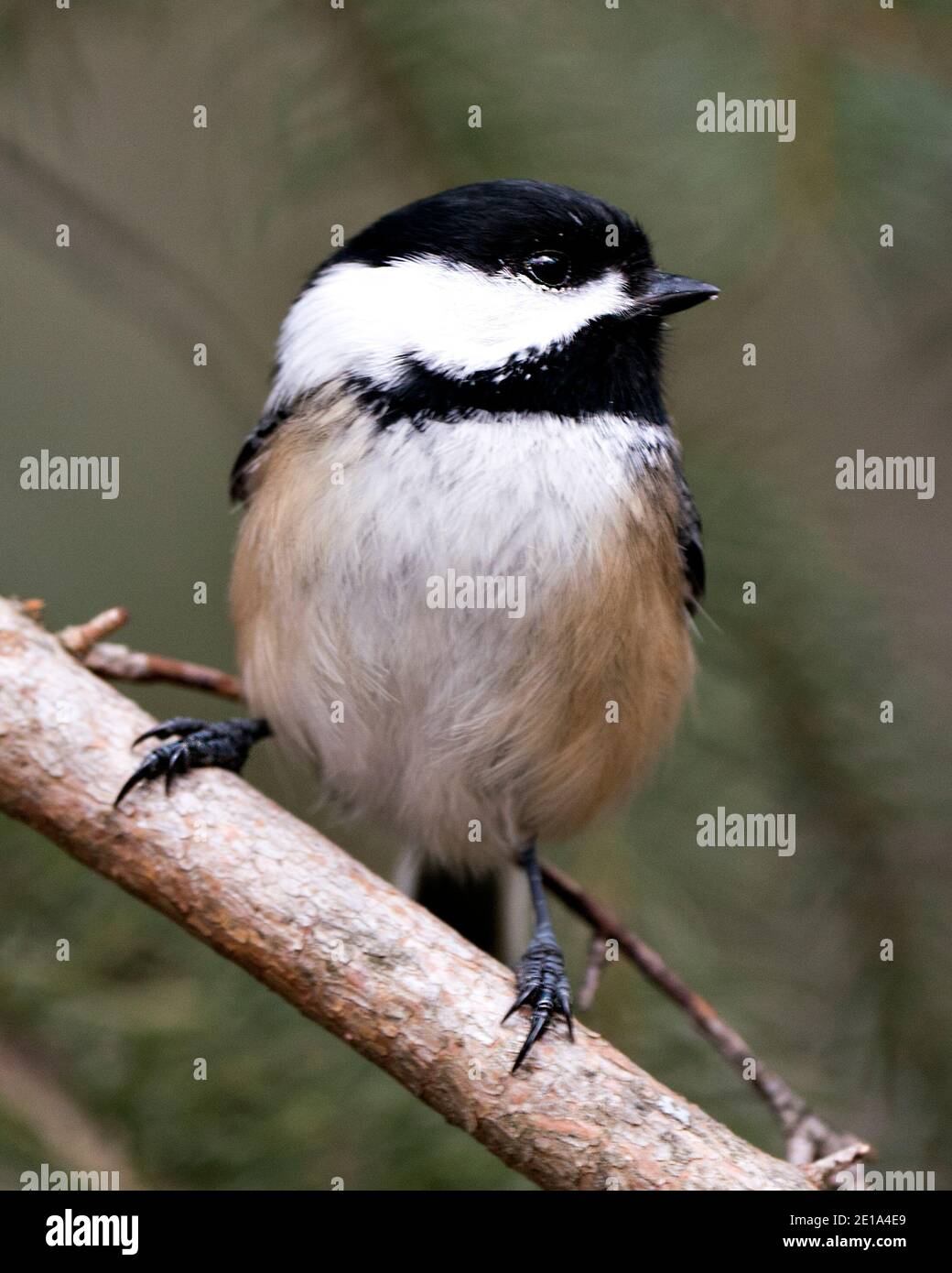 Chickadee close-up profile view on a tree branch with a blur background ...