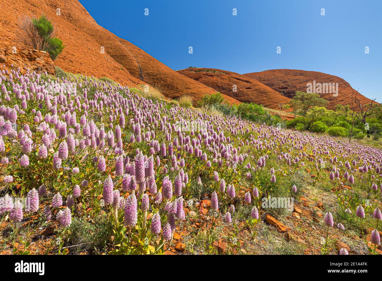 Kata Tjuta in spring with flowers everywhere Stock Photo - Alamy