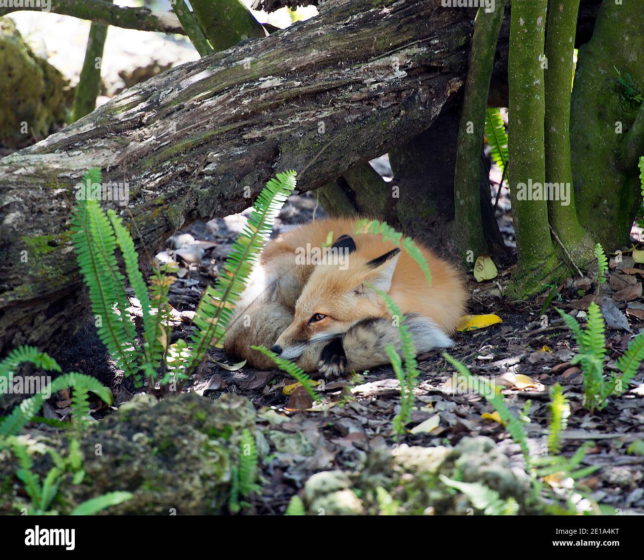 Red Fox close-up profile view under a log with foliage foreground in ...