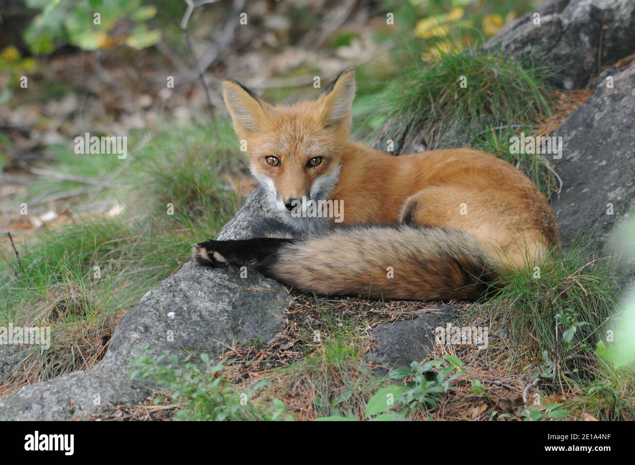 Red fox close-up profile view resting on rock with pine needles and ...