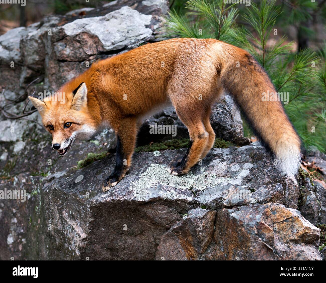 Red fox close-up profile view standing on a big moss rock with a pine ...