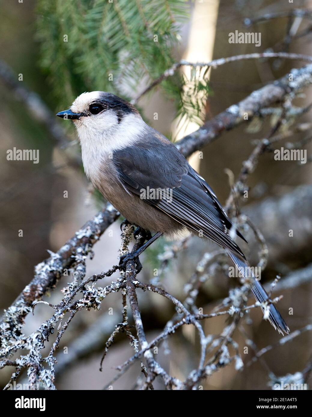 Grey jay picture book image hi-res stock photography and images - Alamy