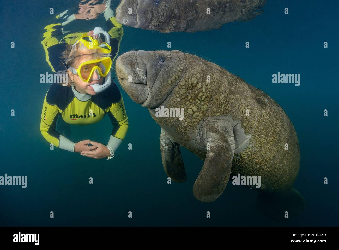 Trichechus manatus latirostris, West Indian manatee playng with ...