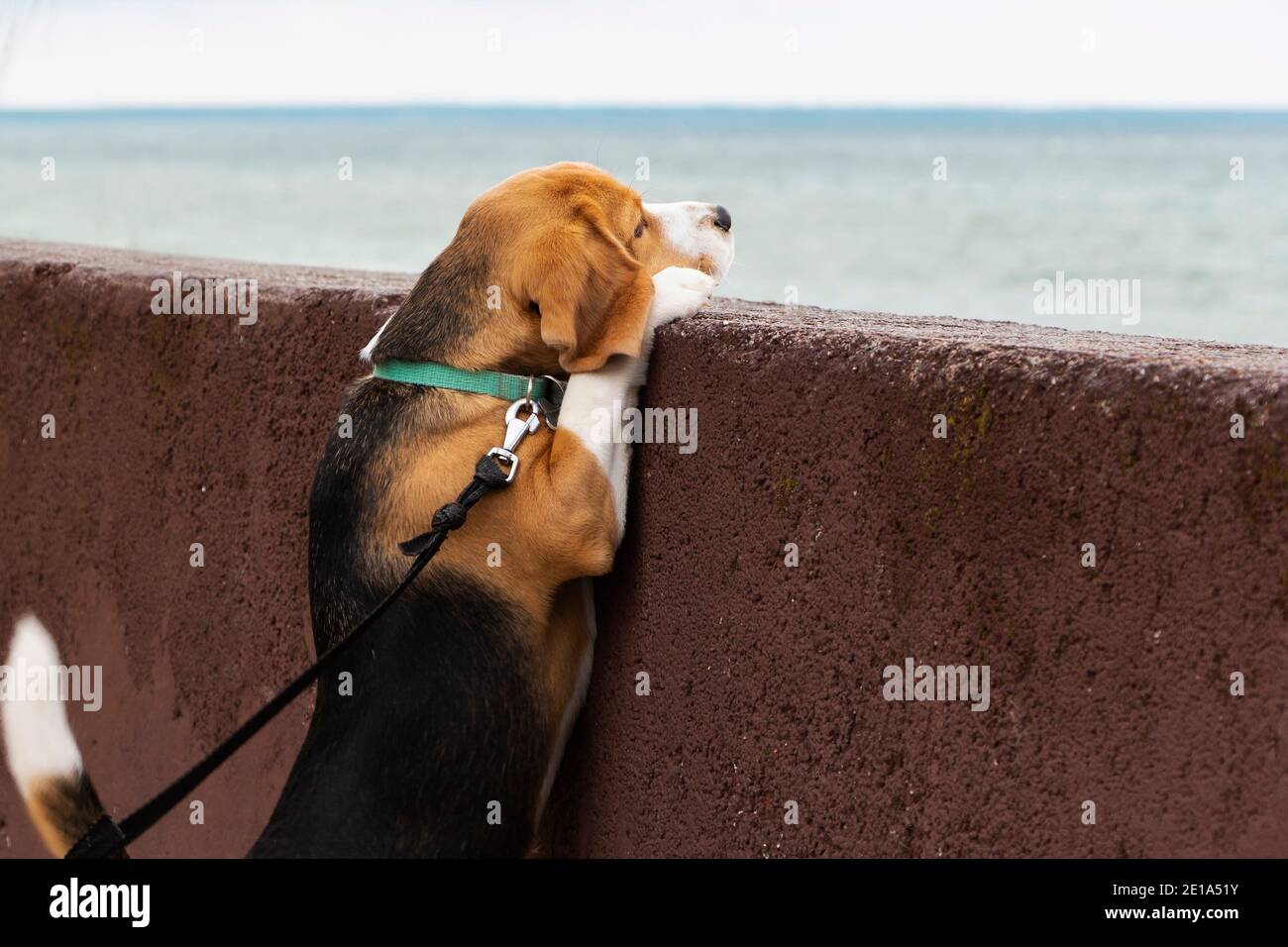 little cute tricolor Beagle puppy, sad look at the sea or ocean Stock ...