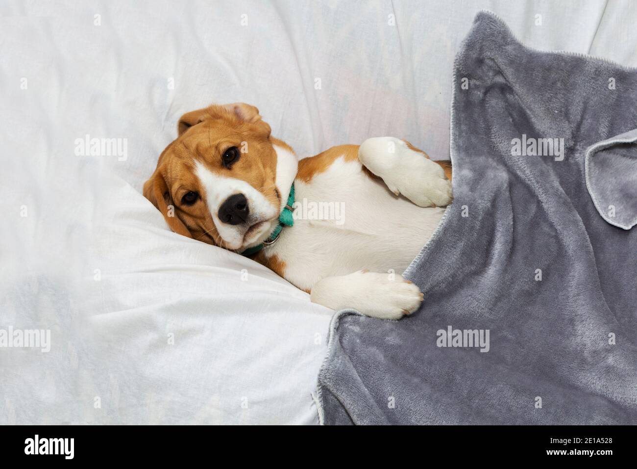 Beagle in bed hi-res stock photography and images - Alamy