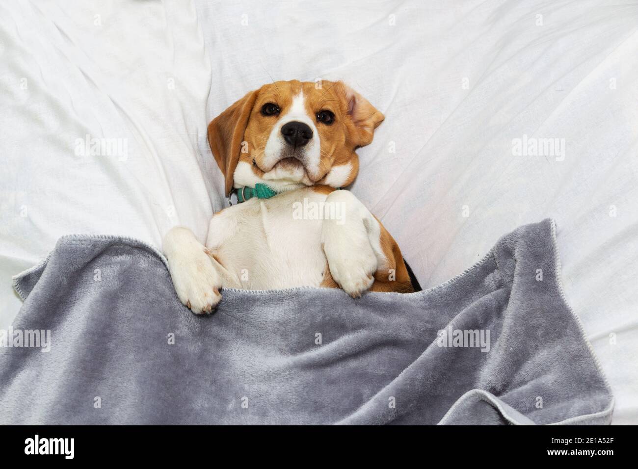 A lazy Beagle lies in his master's bed. Pet Stock Photo - Alamy
