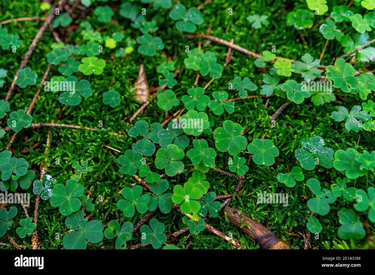 Amazing moss patterns Stock Photo - Alamy