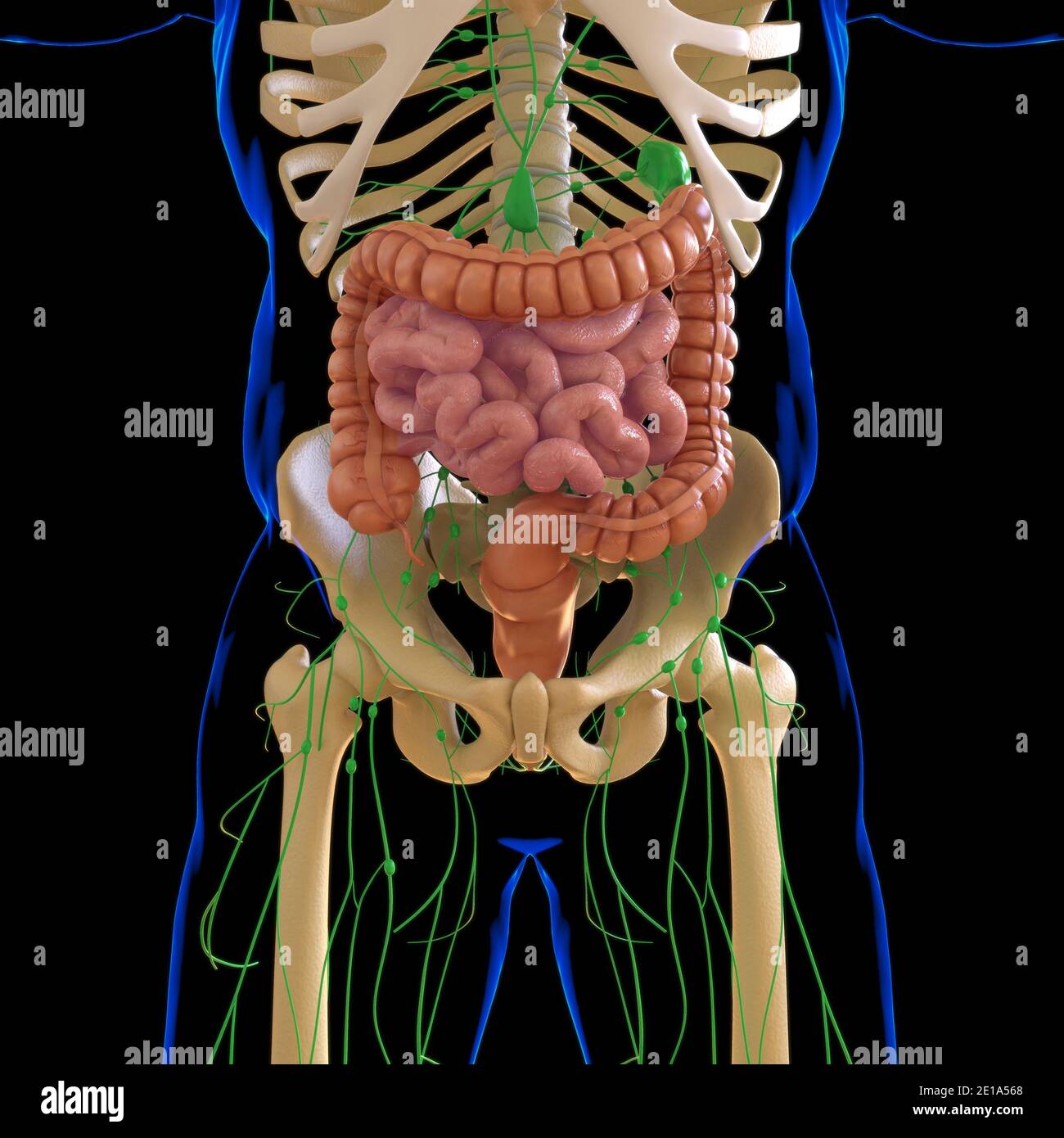 Small and Large Intestine 3D Illustration Human Digestive System ...