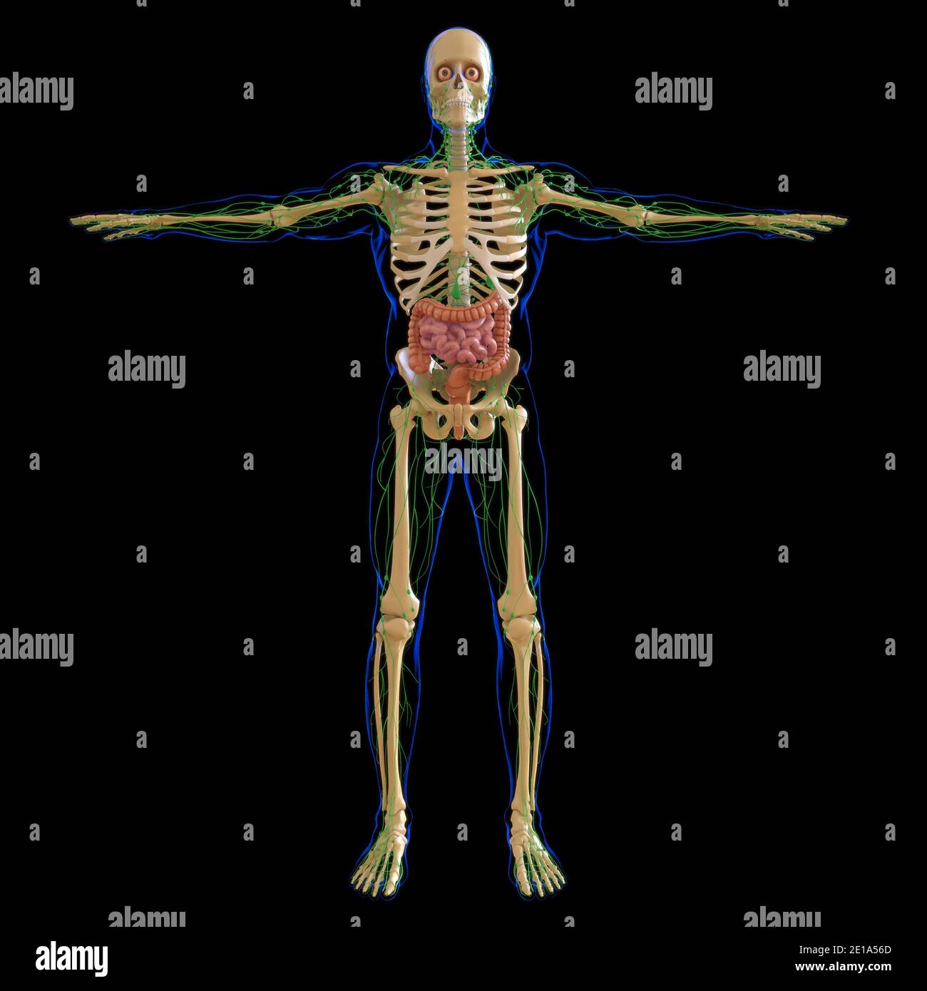 Small and Large Intestine 3D Illustration Human Digestive System ...