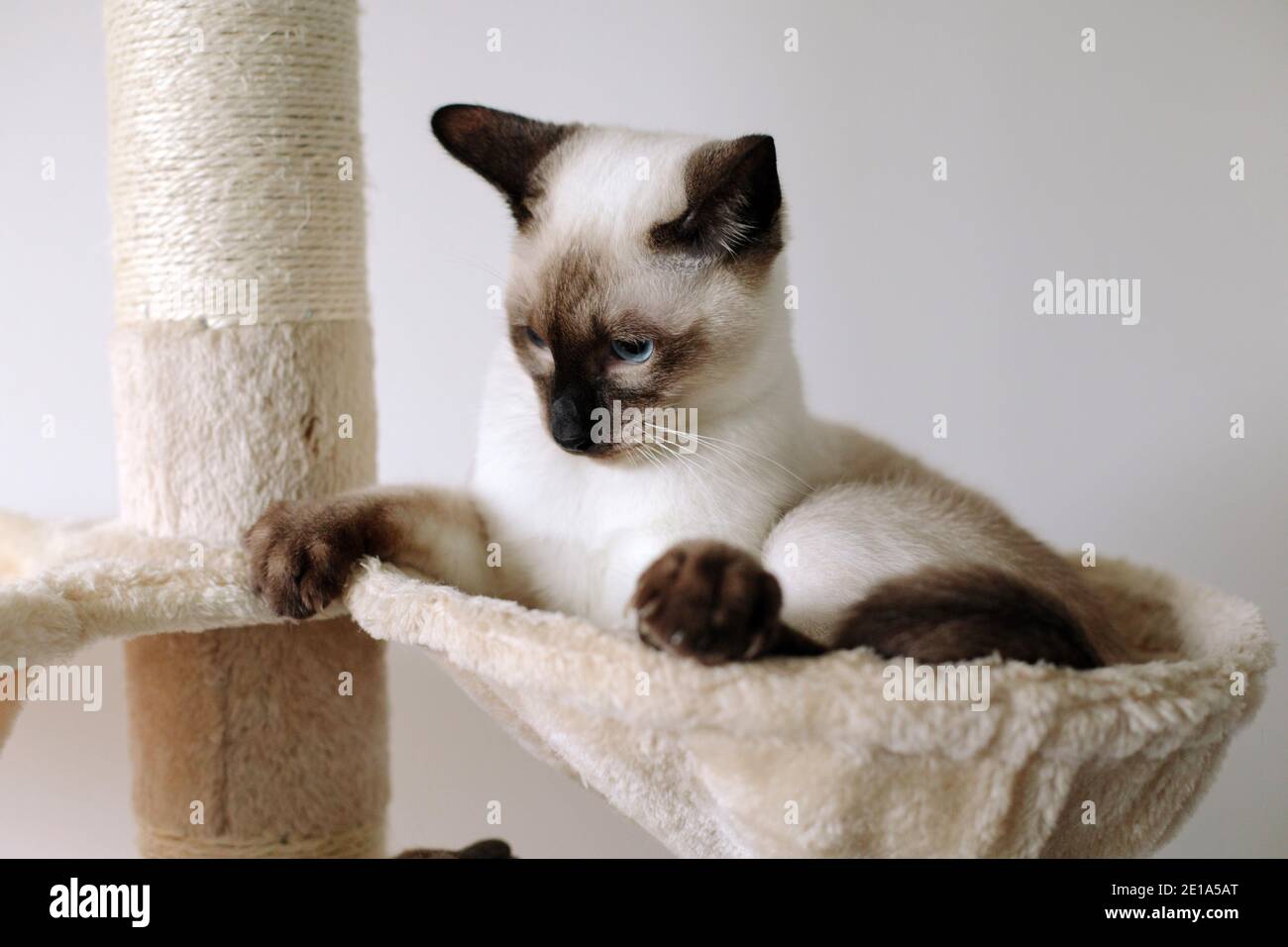 Siamese chocolate point cat hi-res stock photography and images - Alamy