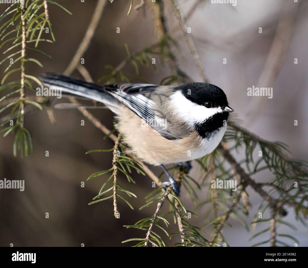 Chickadee splendid bird hi-res stock photography and images - Alamy