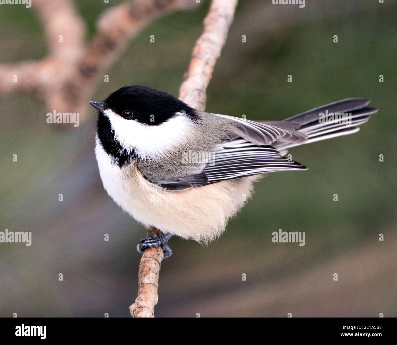 Chickadee splendid bird hi-res stock photography and images - Alamy
