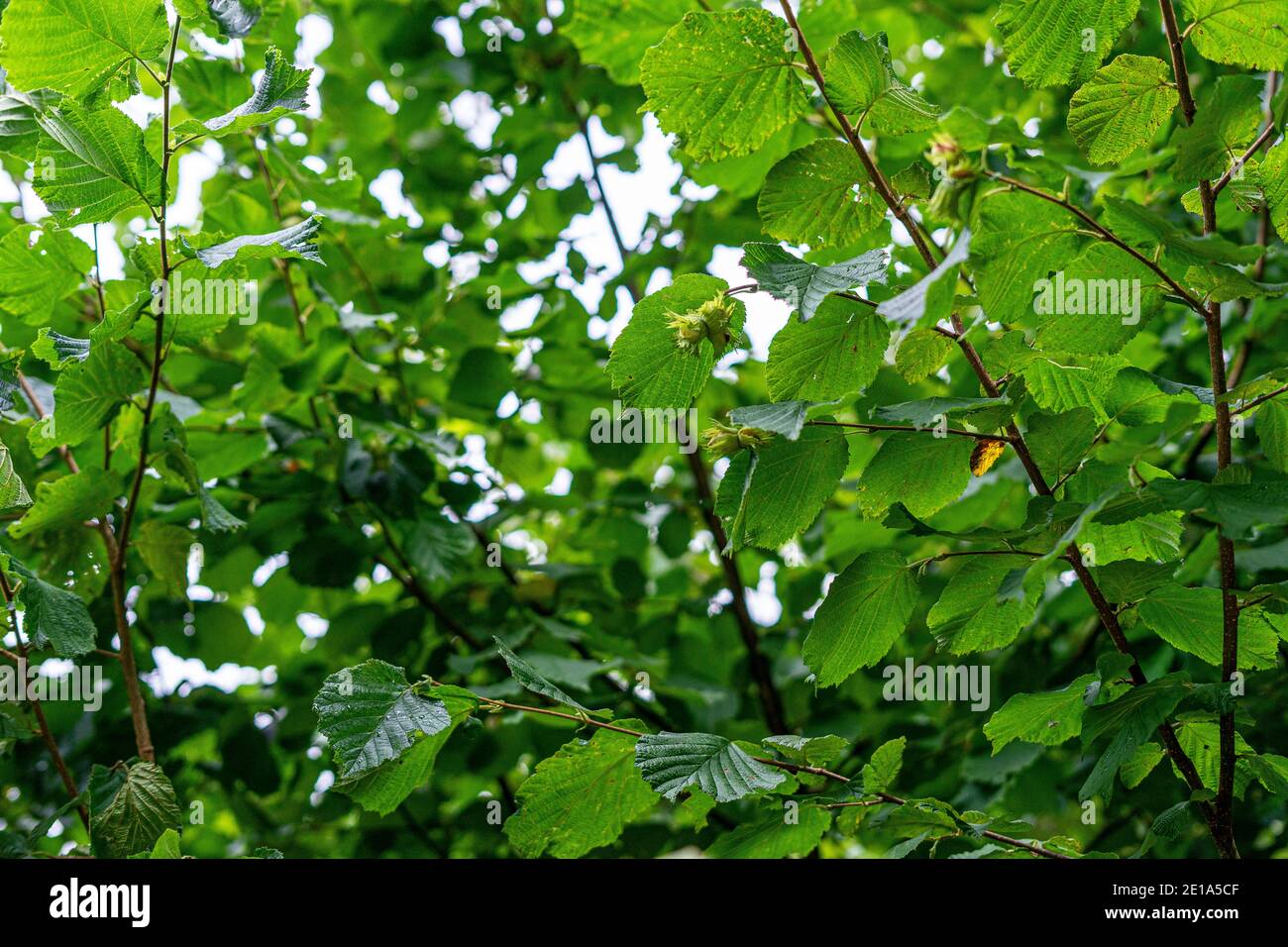 Hazelnut leaves hi-res stock photography and images - Alamy