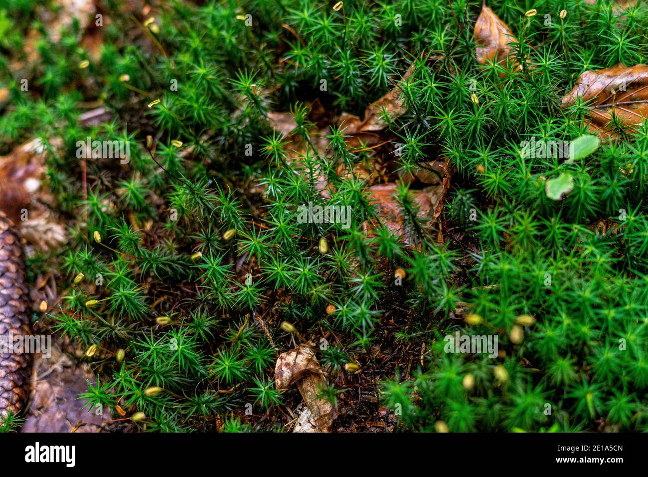 Amazing moss patterns Stock Photo - Alamy