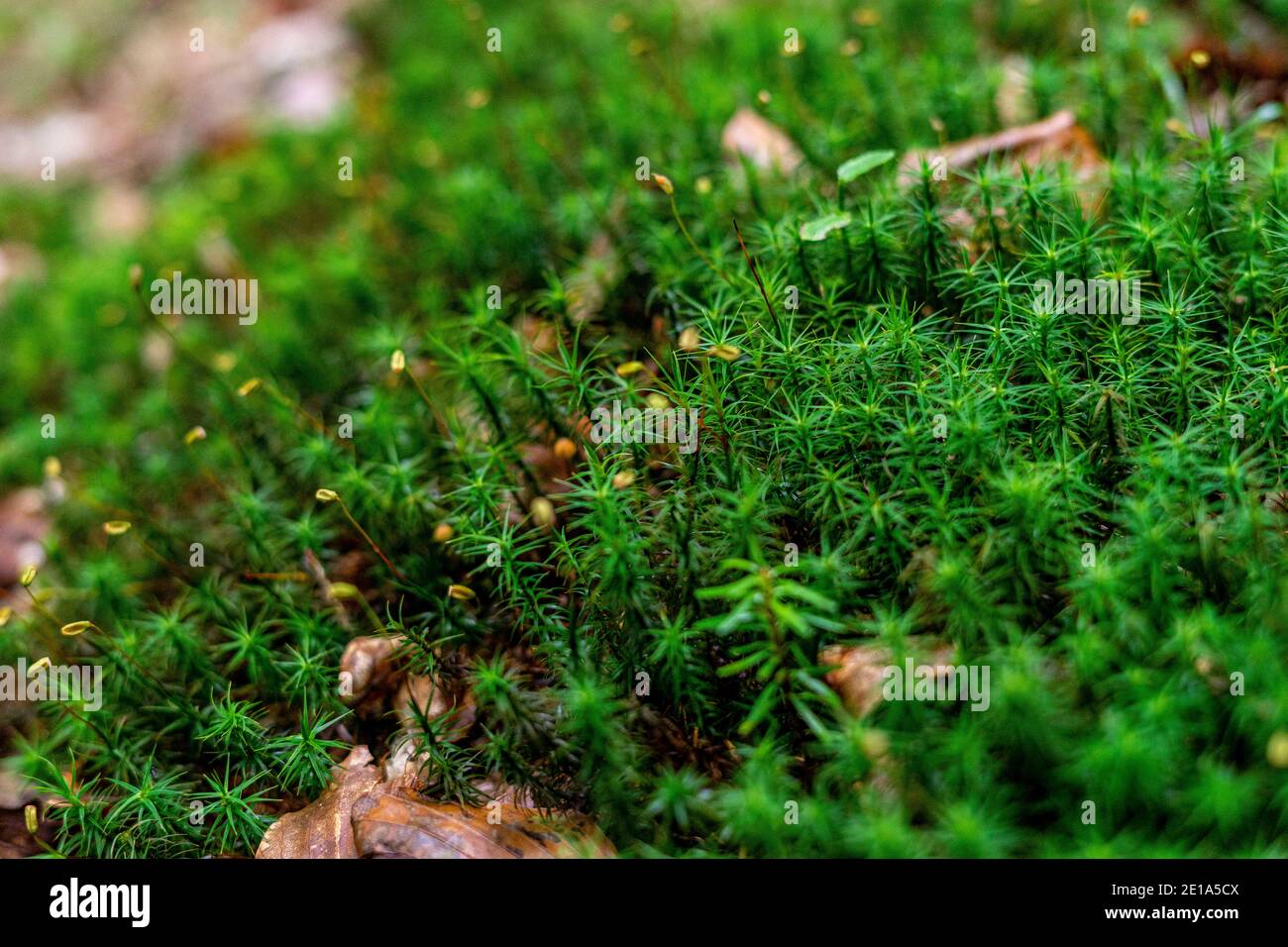 Amazing moss patterns Stock Photo - Alamy