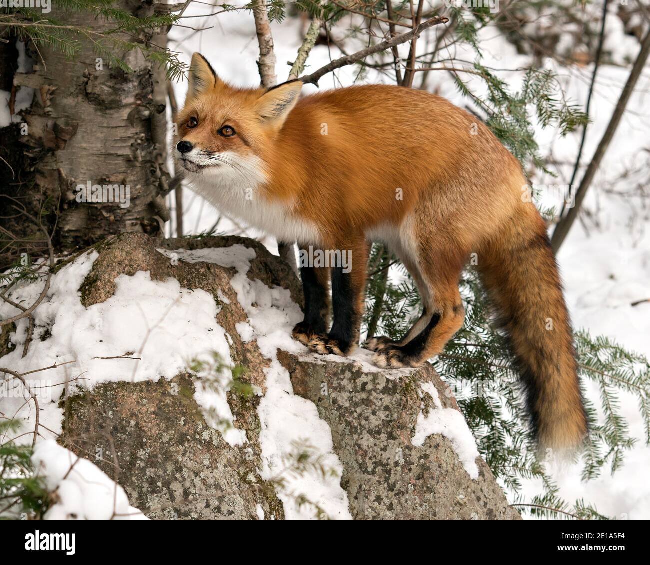 Red fox standing on a rock in the winter season in its environment and ...