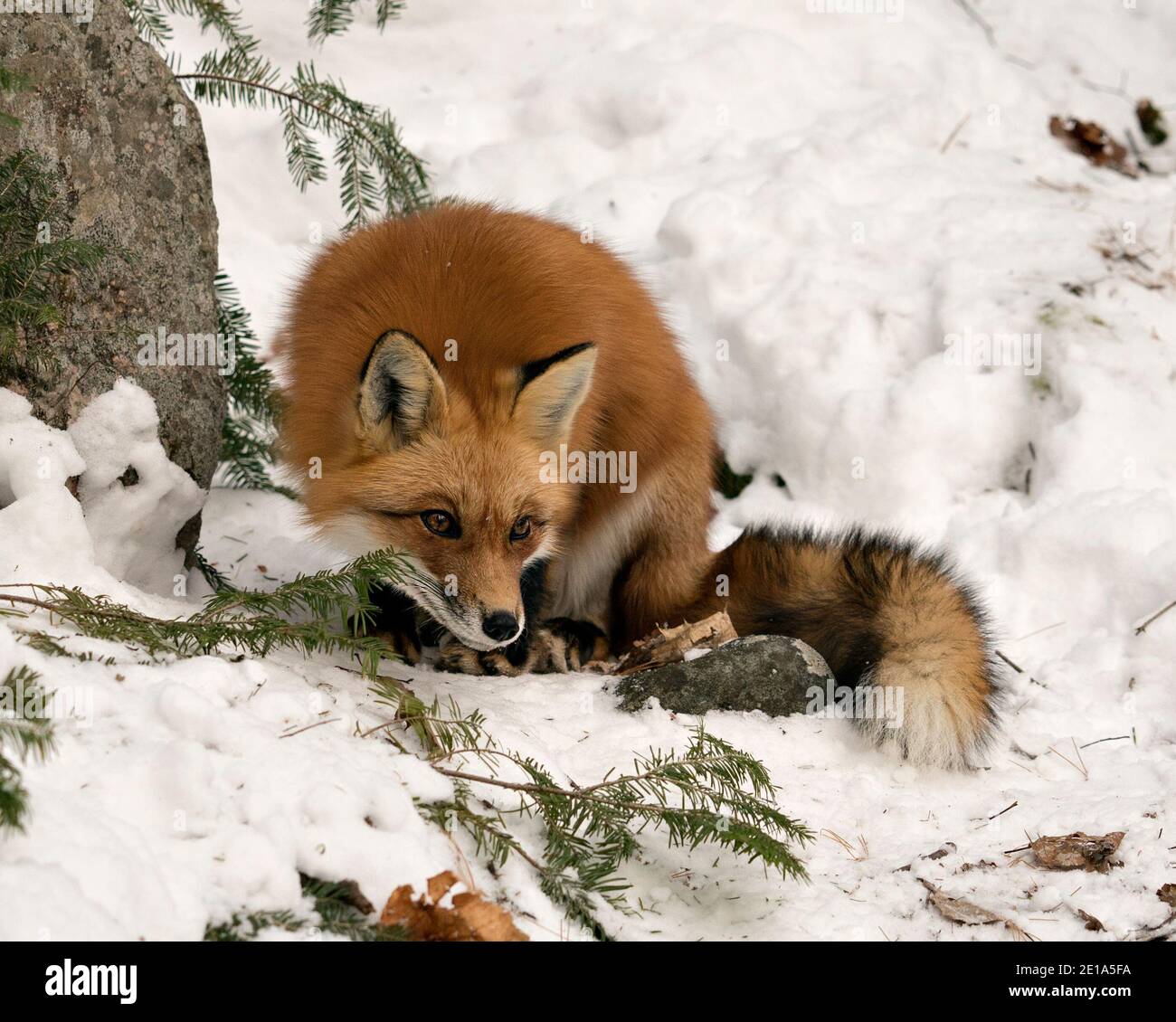Fox In Snow Up Close