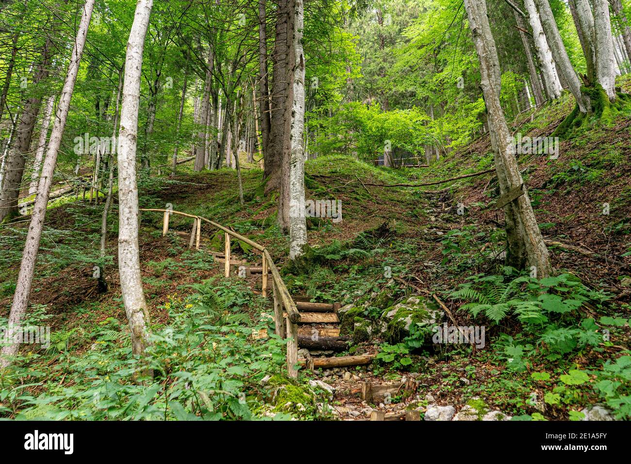 path in the forest Stock Photo - Alamy