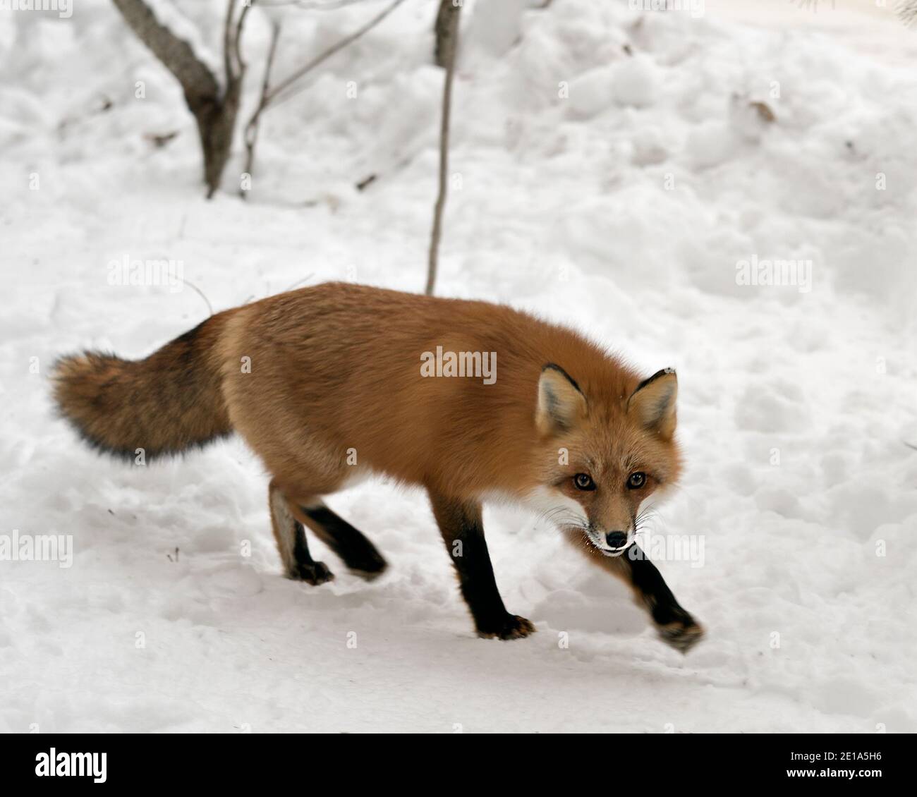 Red fox close-up profile view in the winter season in its environment ...