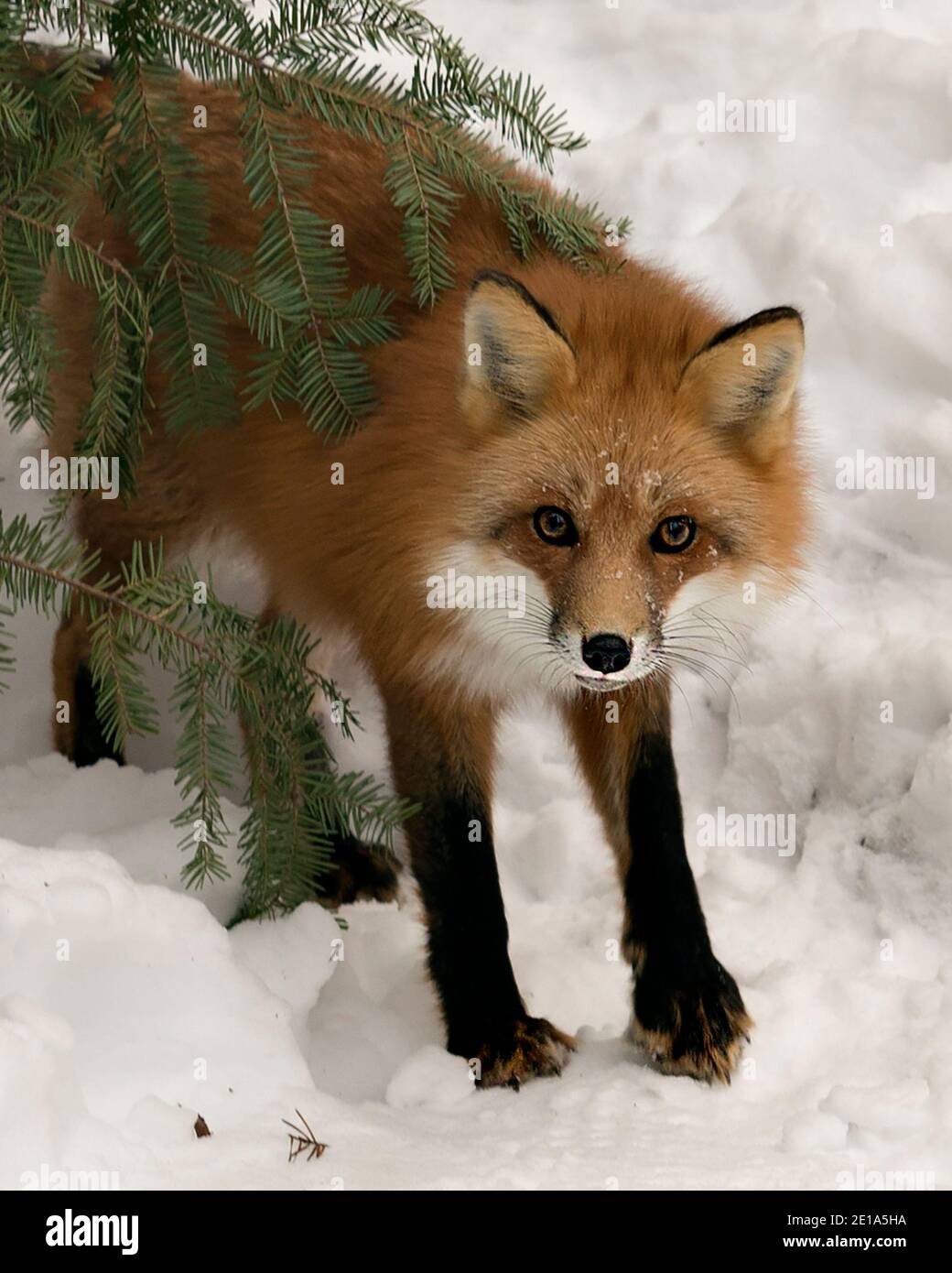 Red fox close-up profile view in the winter season in its environment ...