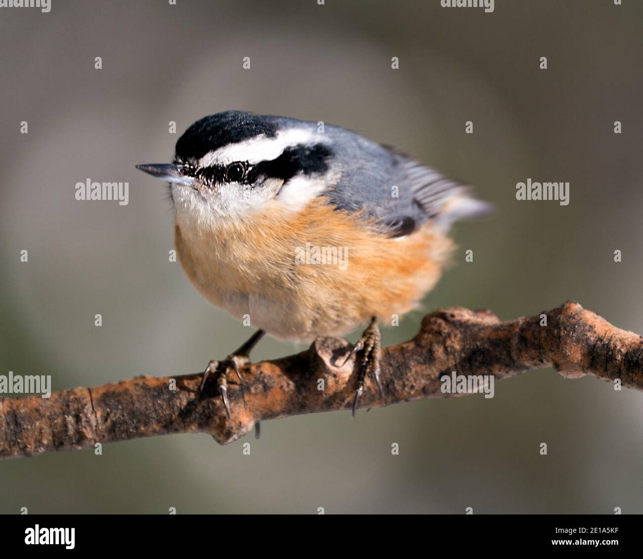 Nuthatch close-up profile view perched on a tree branch in its ...