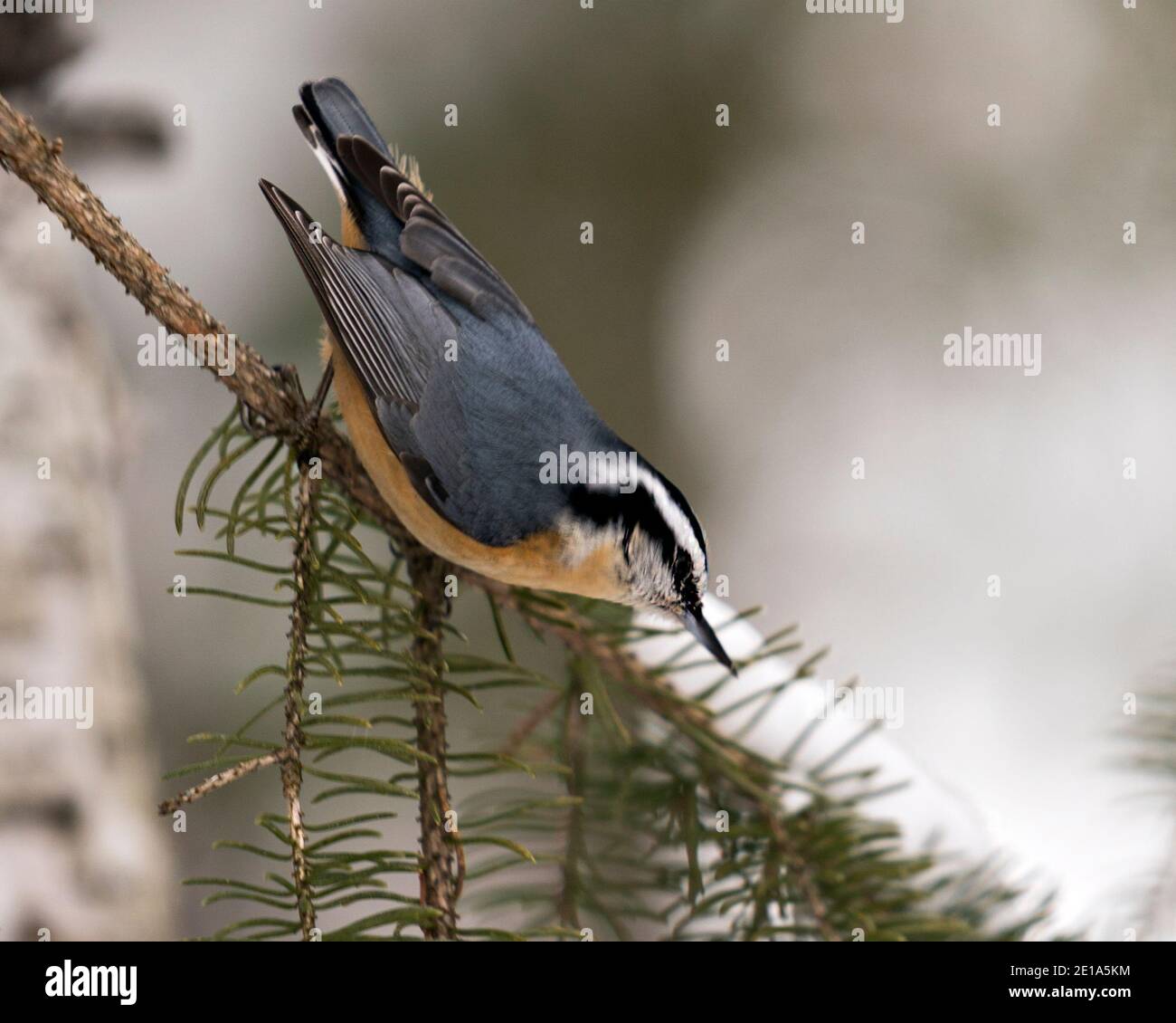 Nuthatch close-up profile view perched on a fir tree branch in its ...
