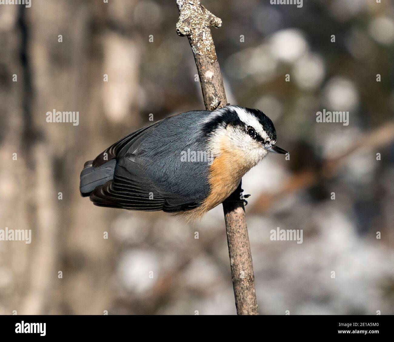 Nuthatch close-up profile view perched on a tree branch in its ...