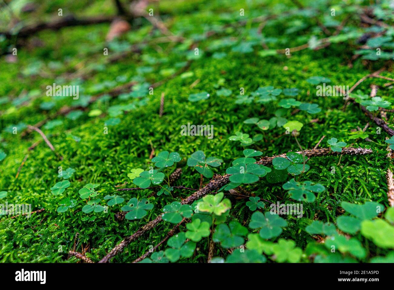 Amazing moss patterns Stock Photo - Alamy