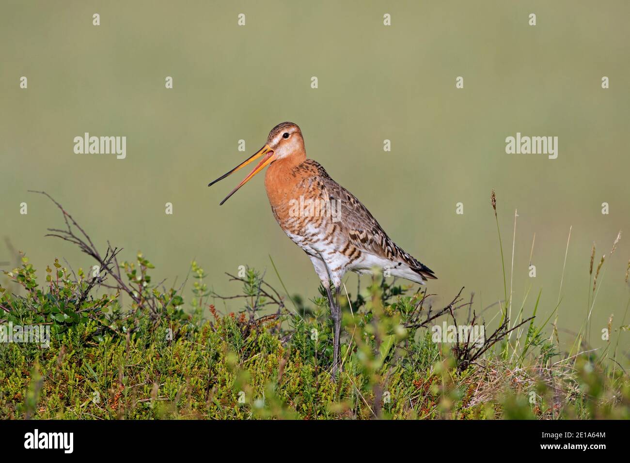 Black tailed godwit summer plumage hi-res stock photography and images ...