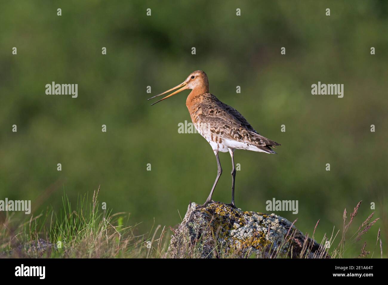 Black tailed godwit summer plumage hi-res stock photography and images ...