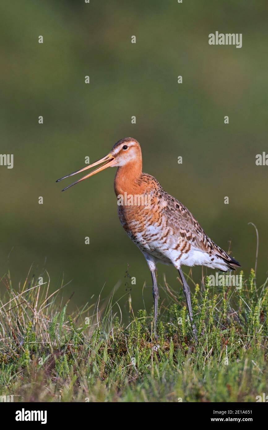 Black-tailed godwit (Limosa limosa) male in breeding plumage calling in ...