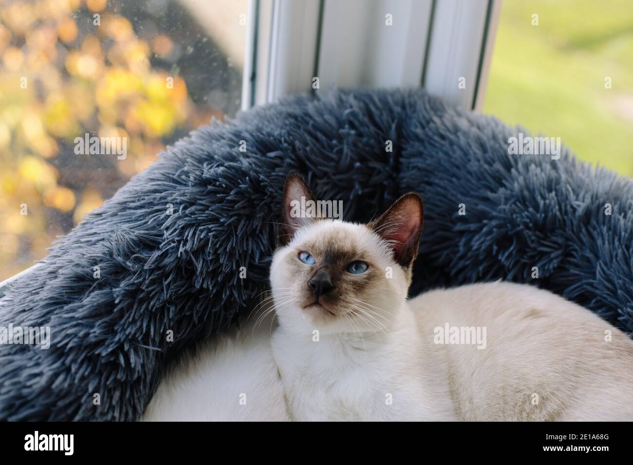 Chocolate point siamese cat hi-res stock photography and images - Alamy