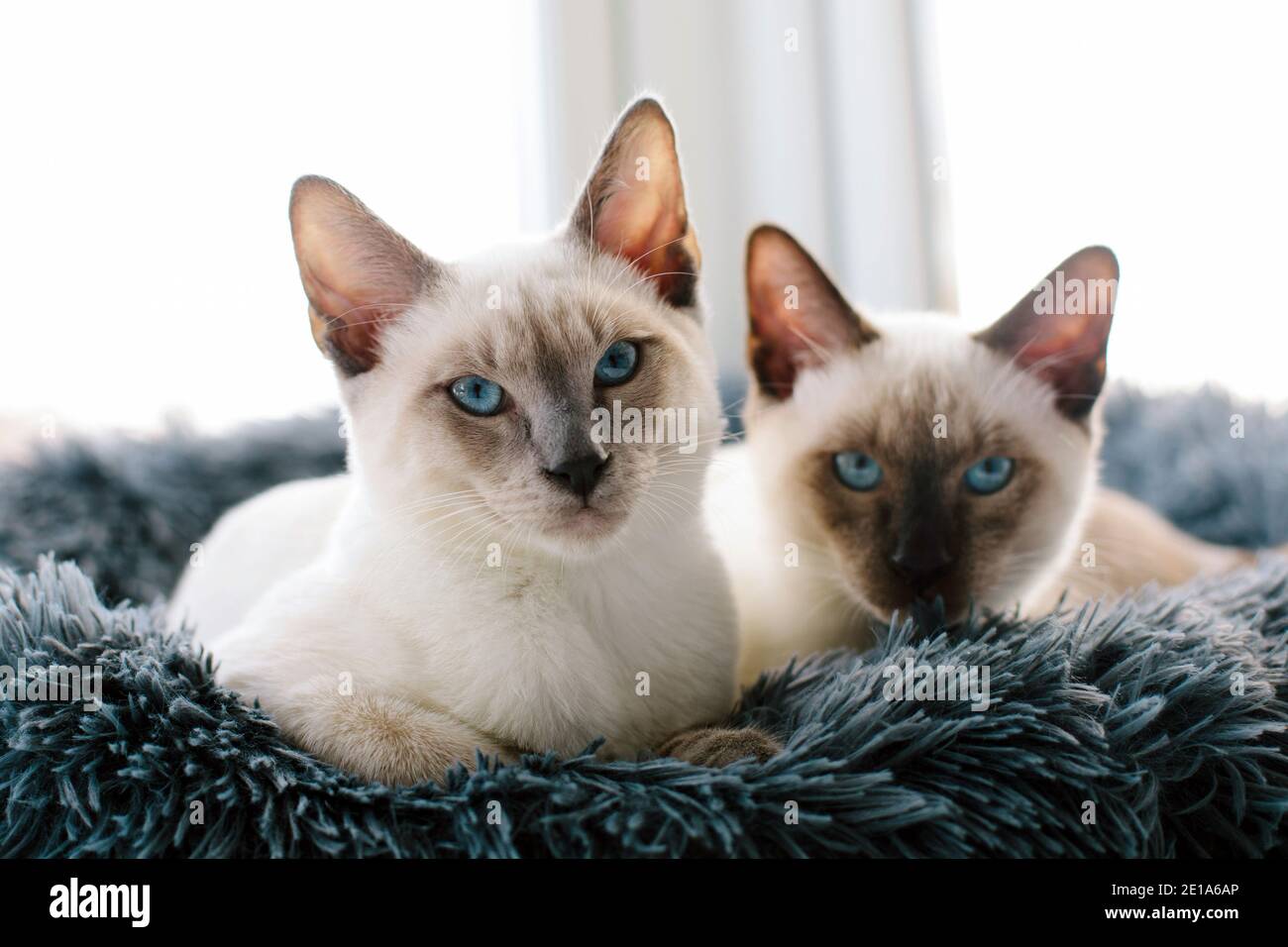 Siamese cats hi-res stock photography and images - Alamy