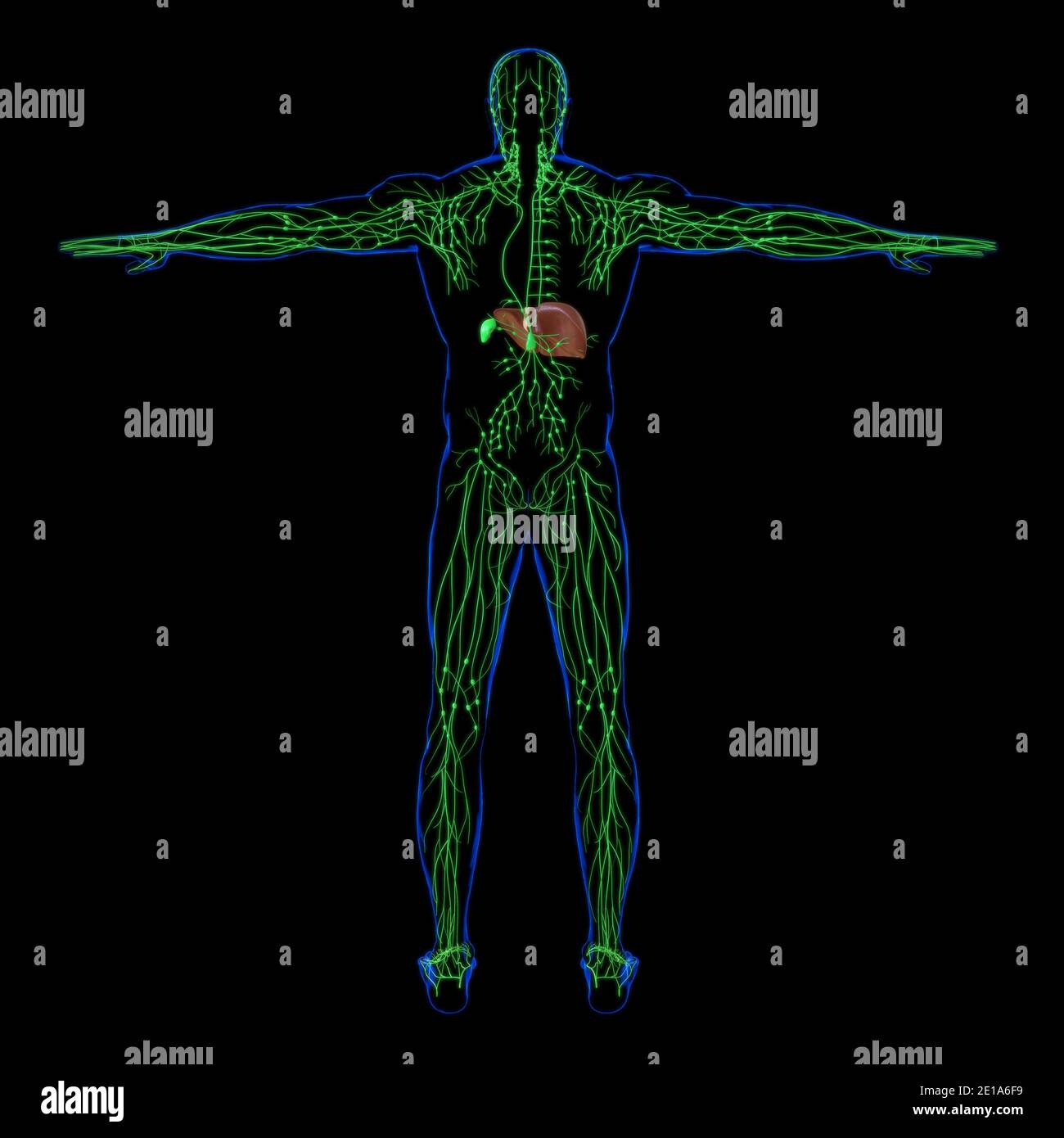 Liver 3D Illustration Human Digestive System Anatomy For Medical ...