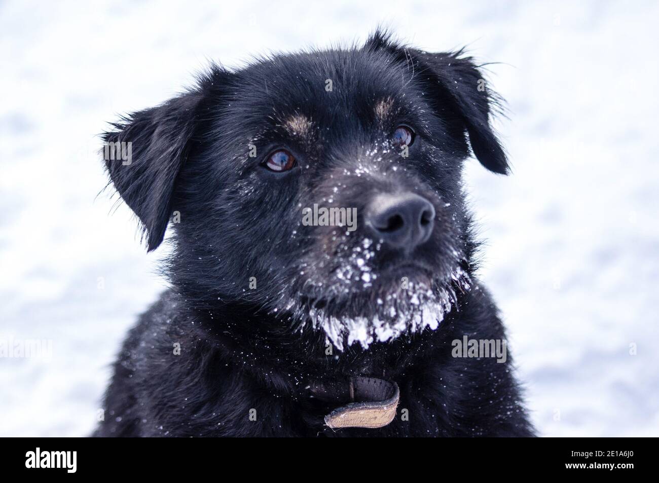 Closeup of black dog with icy fur in animal shelter with snowy ...