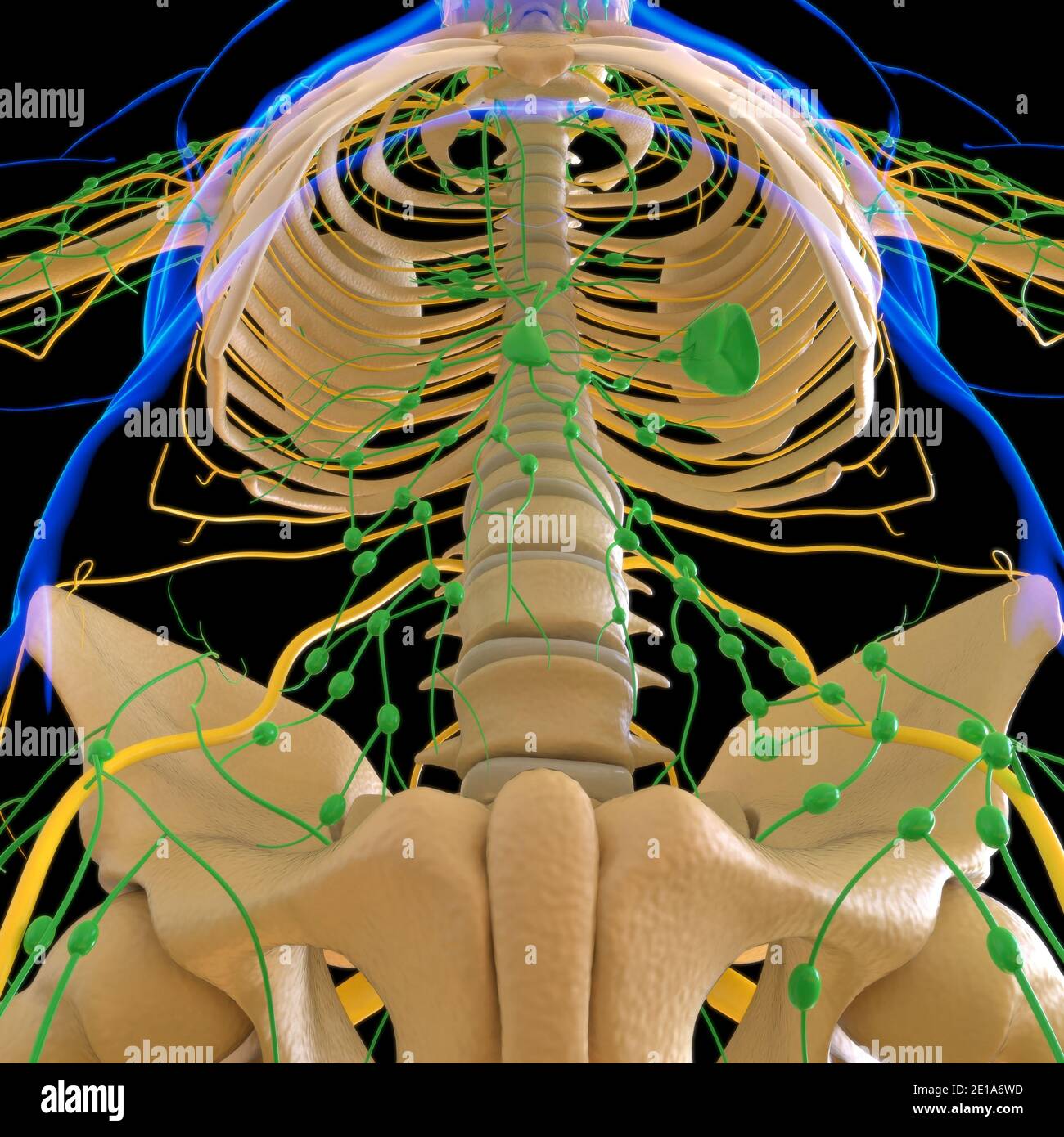 Human Lymph Nodes Anatomy For Medical Concept 3D Illustration Stock ...