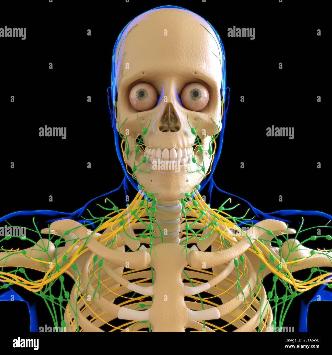 Human Lymph Nodes Anatomy For Medical Concept 3D Illustration Stock ...