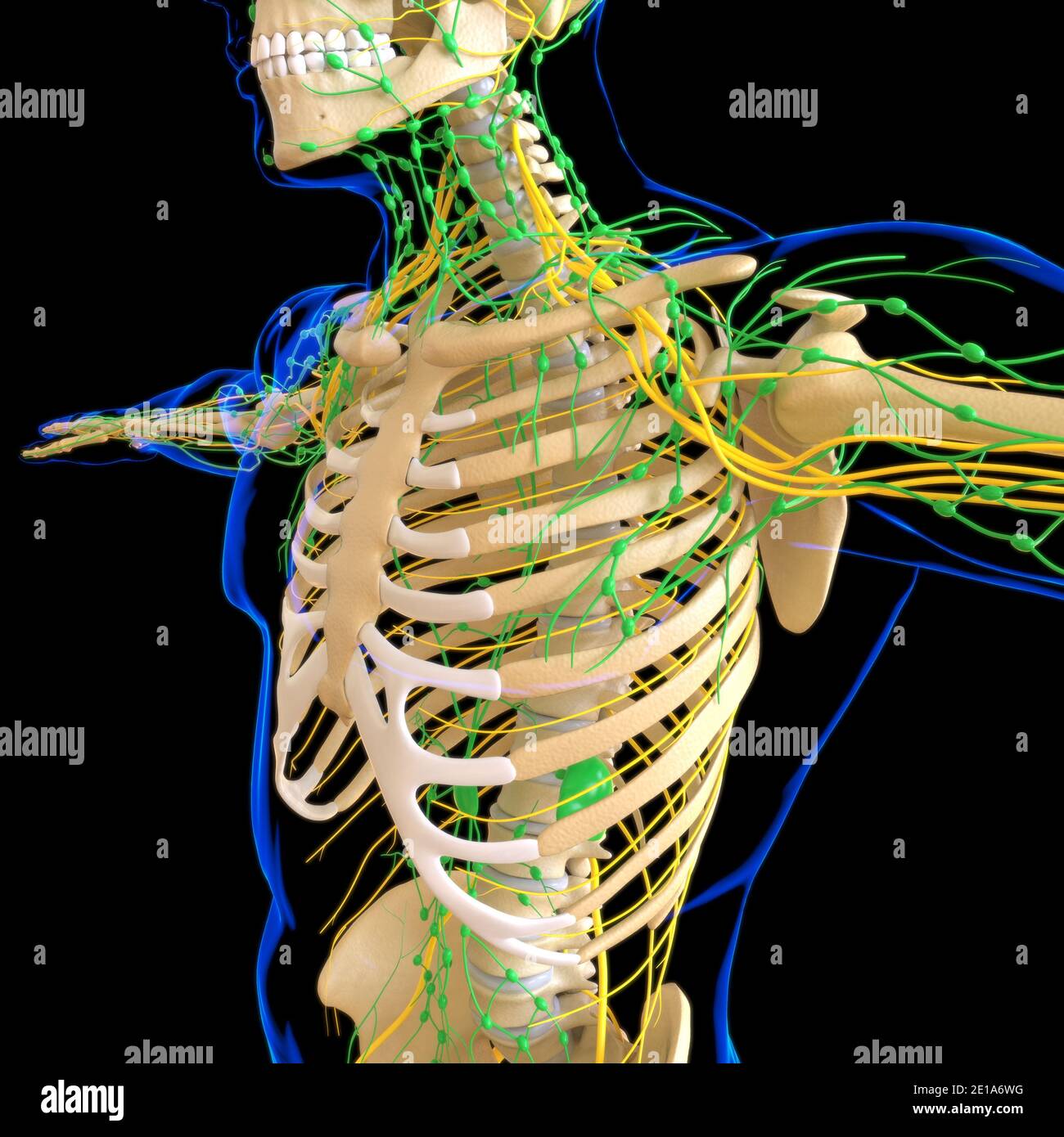 Human Lymph Nodes Anatomy For Medical Concept 3D Illustration Stock ...
