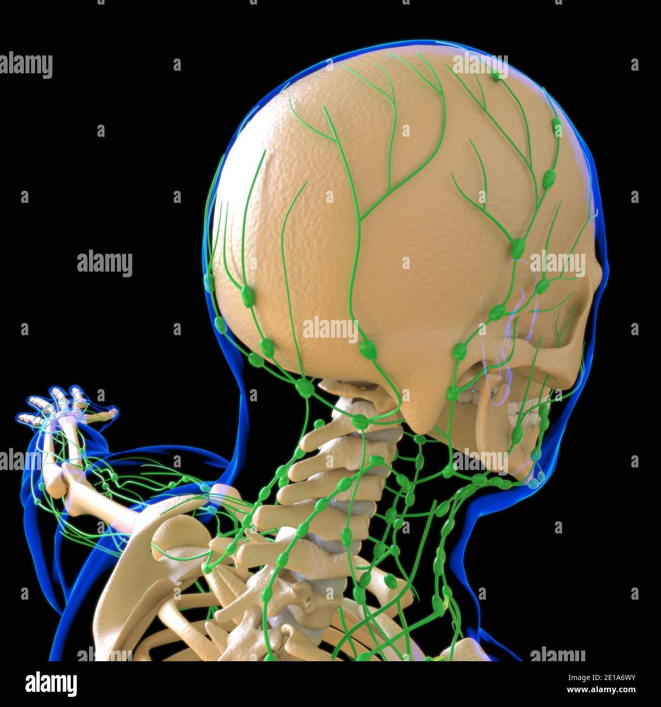 Human Lymph Nodes Anatomy For Medical Concept 3D Illustration Stock ...