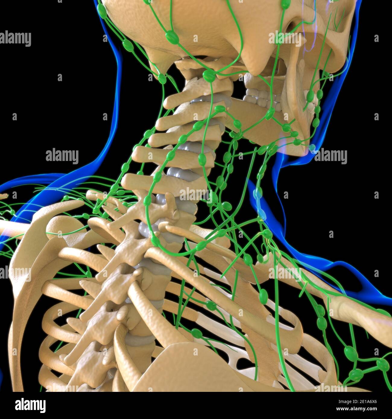 Human Lymph Nodes Anatomy For Medical Concept 3D Illustration Stock ...