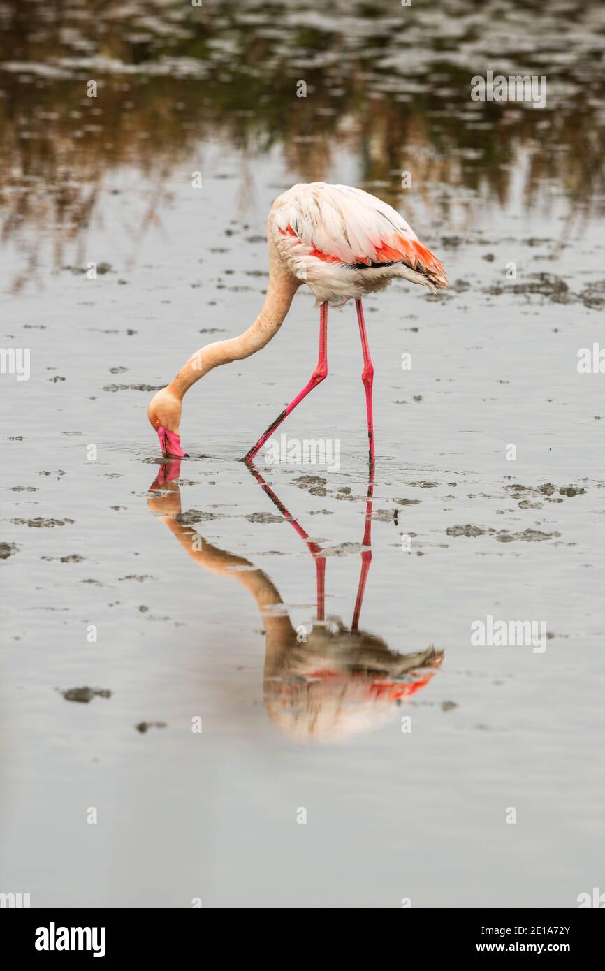 A greater flamingo and its reflection in the water Stock Photo - Alamy