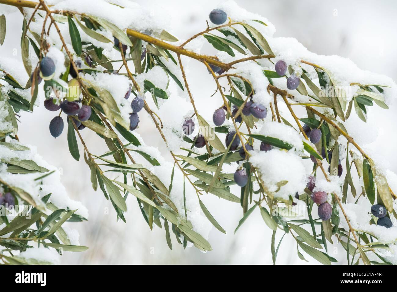 An olive branch with olives covered with snow,Provence , France Stock ...