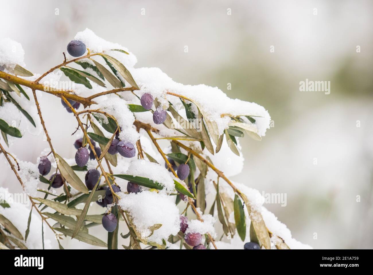 An olive branch with olives covered with snow,Provence , France Stock ...