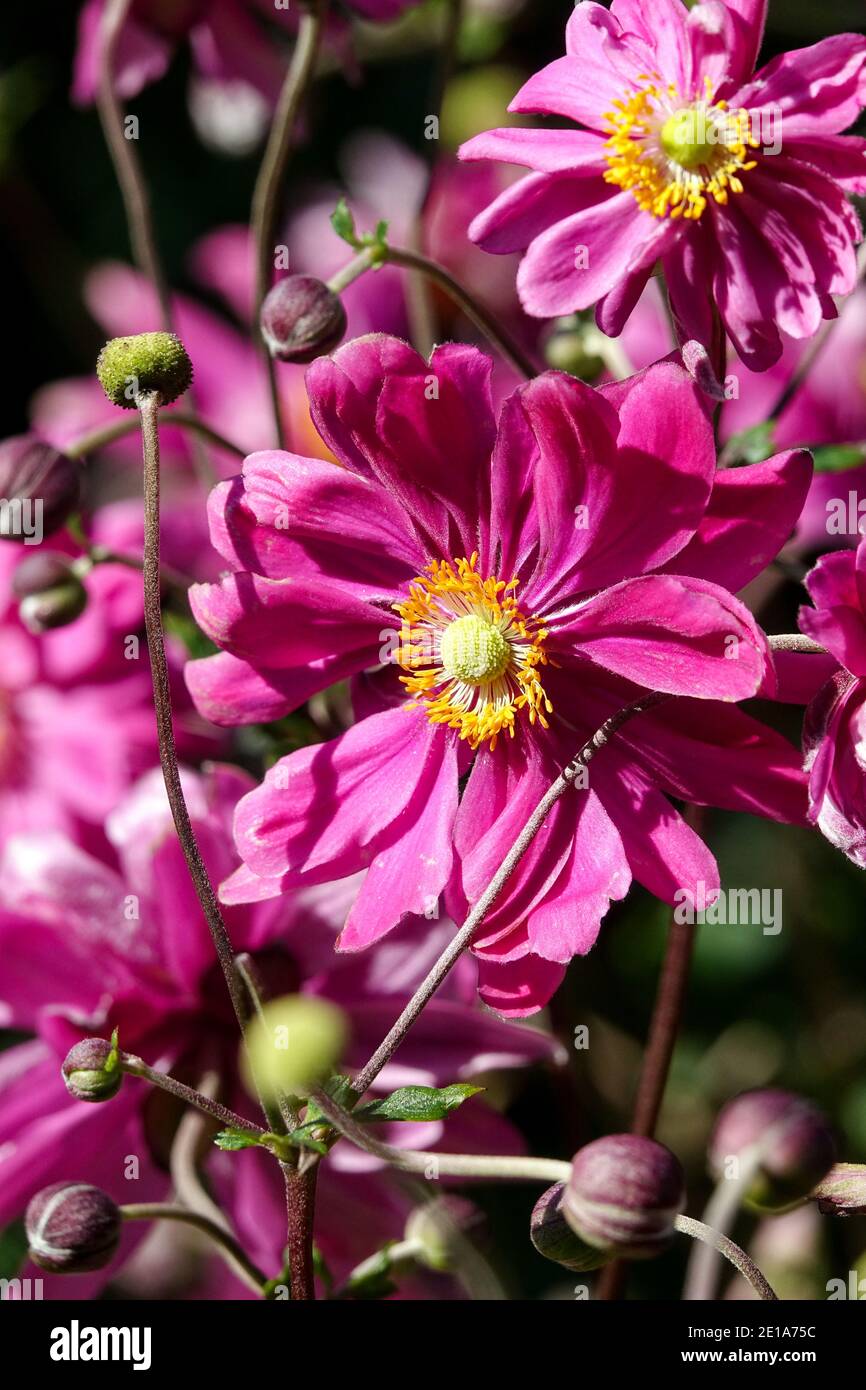 Japanese anemone prinz heinrich hi-res stock photography and images - Alamy