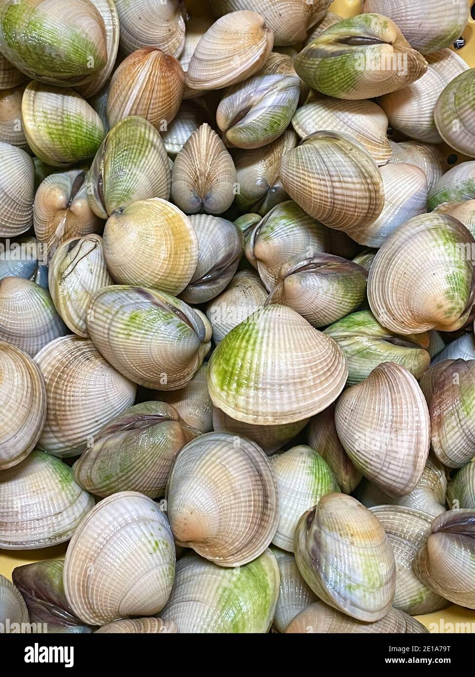 Carpet shell clams hi-res stock photography and images - Alamy