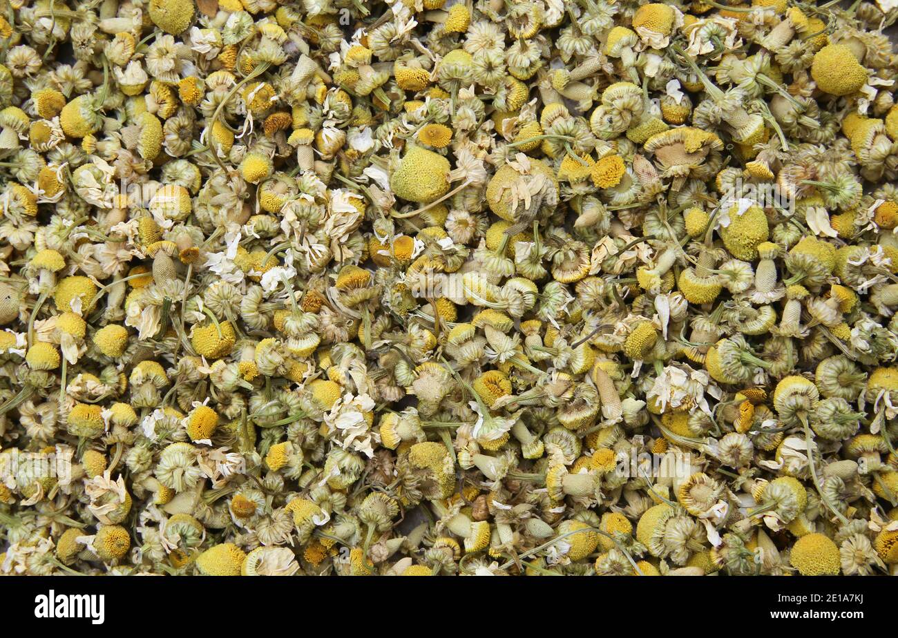 Top view close up of countless isolated dried yellow chamomile blossoms ...
