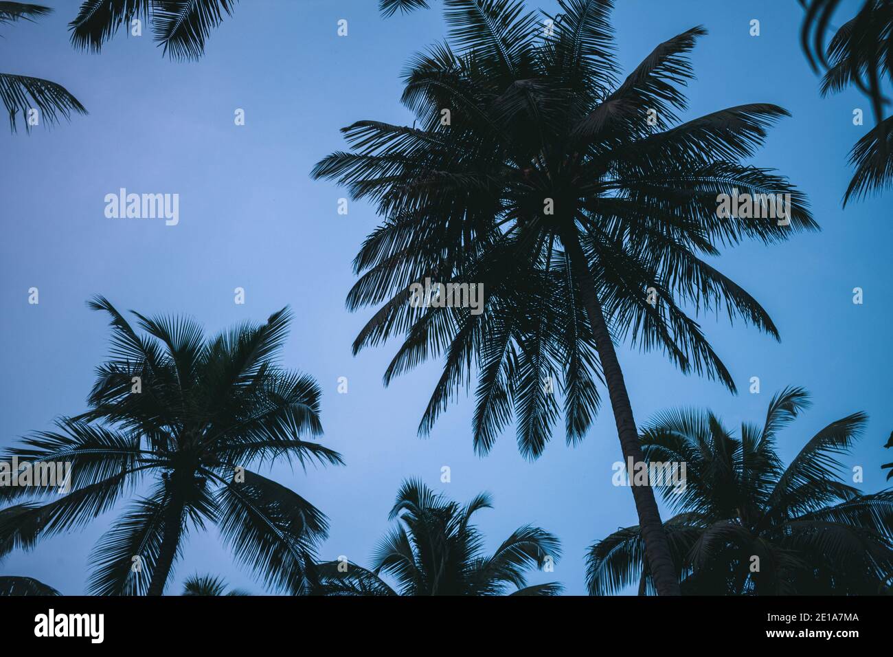 View of coconut trees against sky background, Pollachi, Tamil Nadu ...
